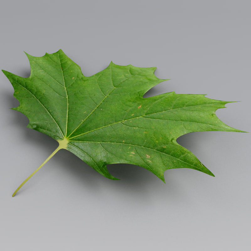 maple leaves summer 3d model