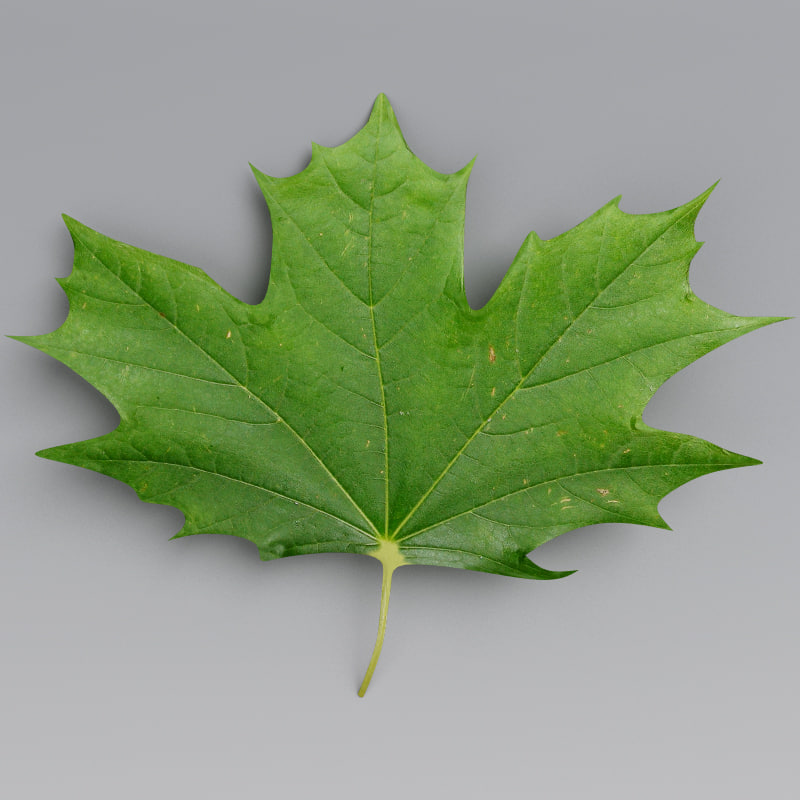 maple leaves summer 3d model