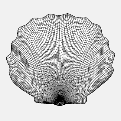 3d seashell sea model
