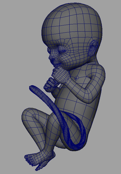 fetus baby 3d model