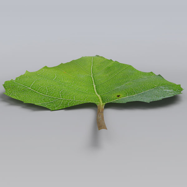 leaves set cherry 3d model