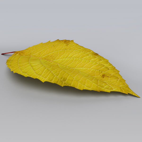leaves set cherry 3d model
