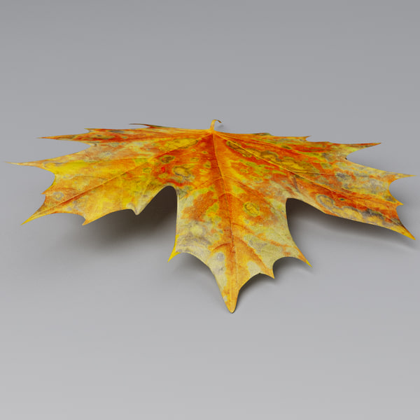 leaves set cherry 3d model