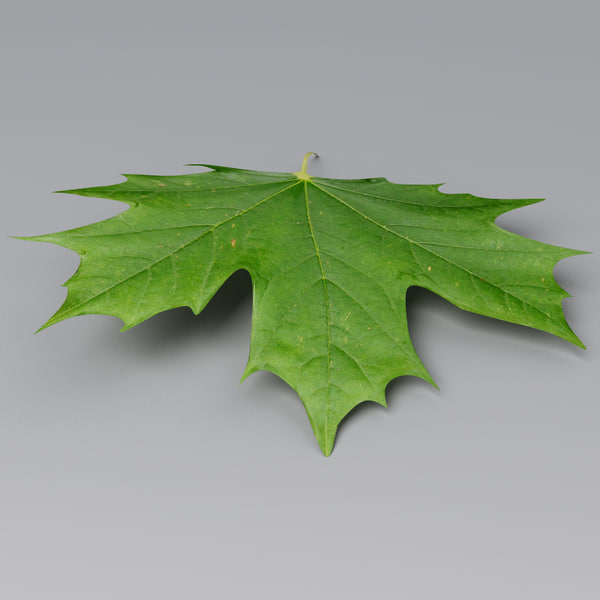 leaves set cherry 3d model