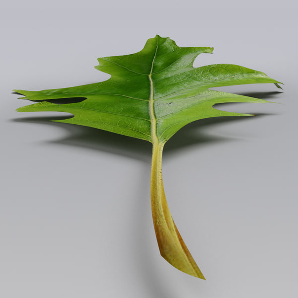 leaves set cherry 3d model