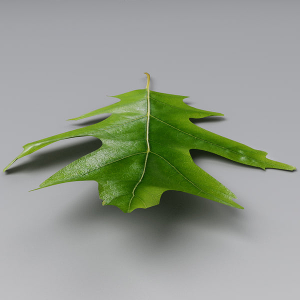 leaves set cherry 3d model