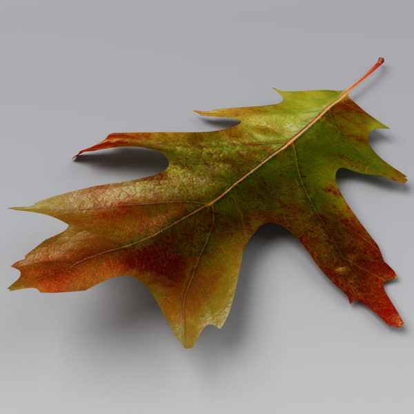 leaves set cherry 3d model