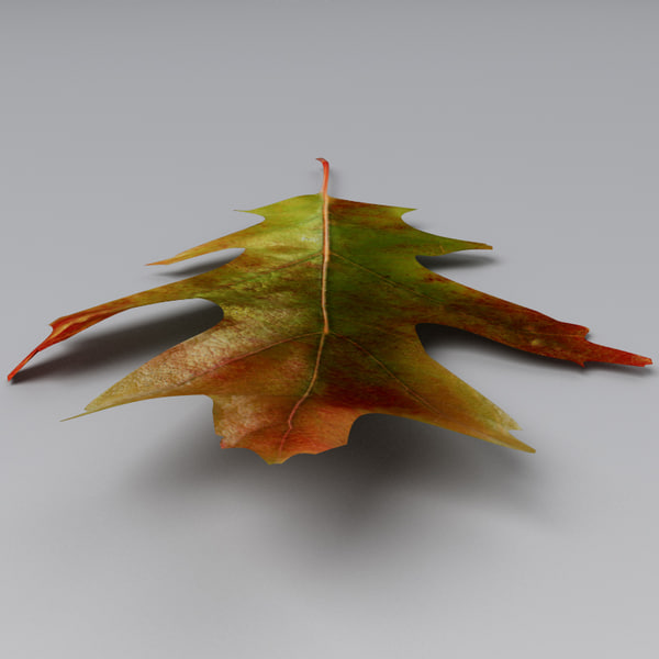 leaves set cherry 3d model