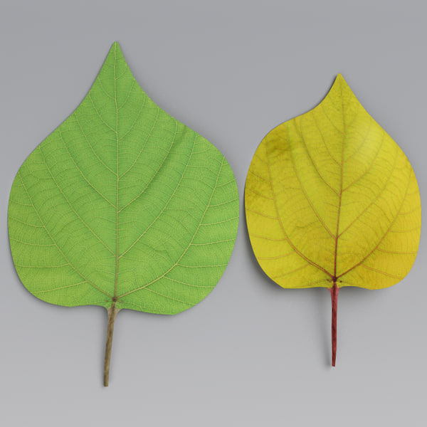 leaves set cherry 3d model