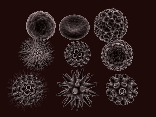 spherical diatom 3d 3ds