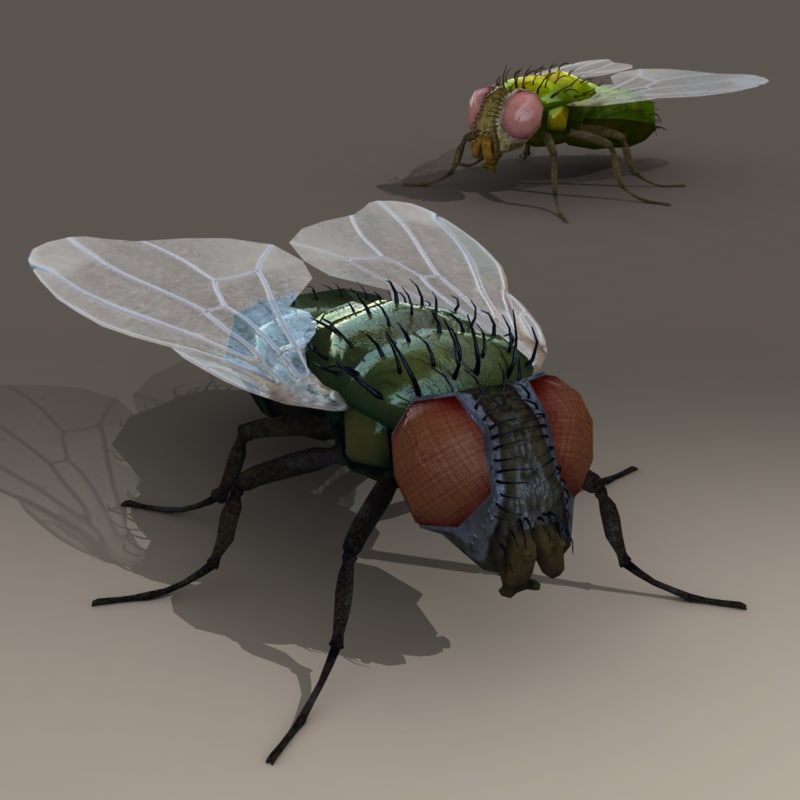 house fly 3d model