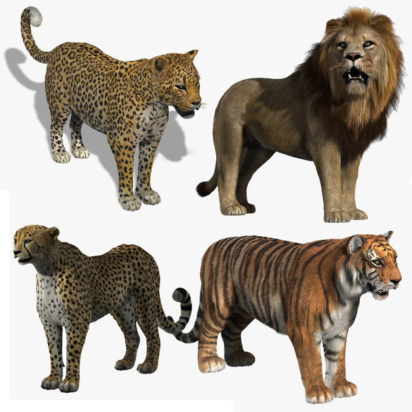 3D модель Коллекция Big Cats - TurboSquid 524131