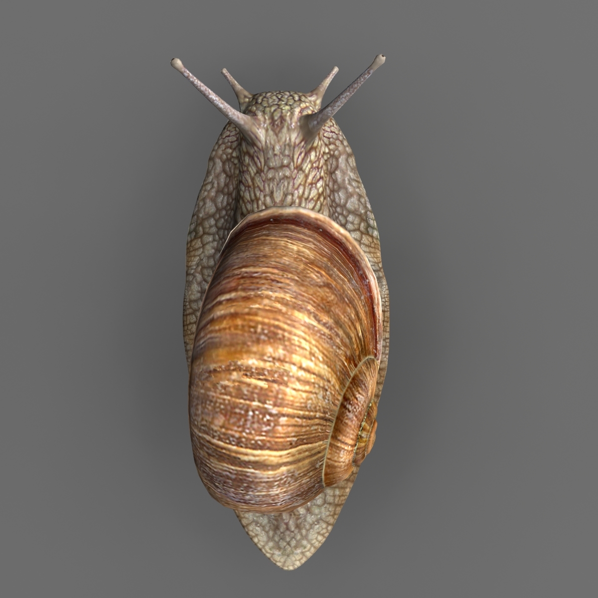 snail shell 3d model