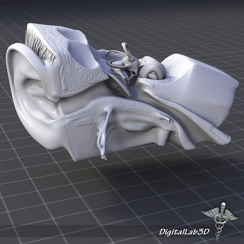 human ear anatomy 3d model
