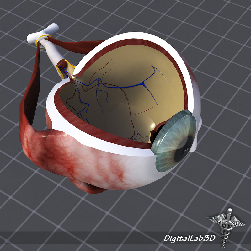 3d model human eye anatomy