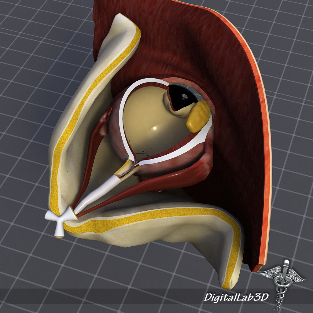 3d model human eye anatomy