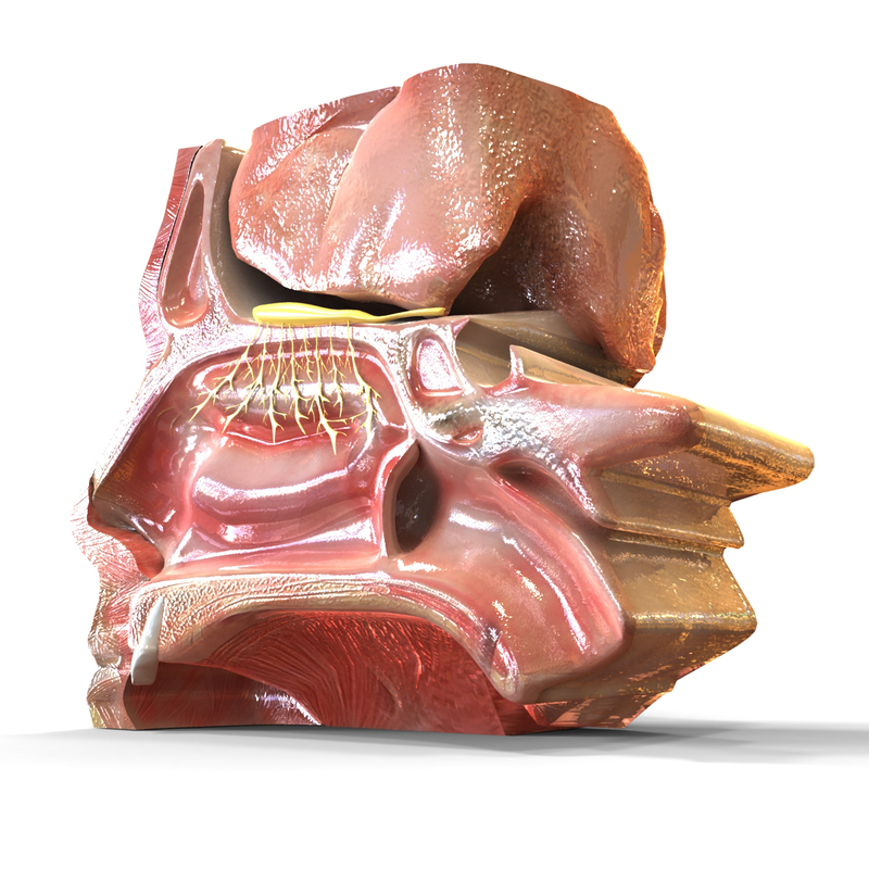 nose anatomy 3d model