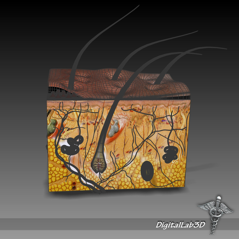 human skin anatomy 3d model