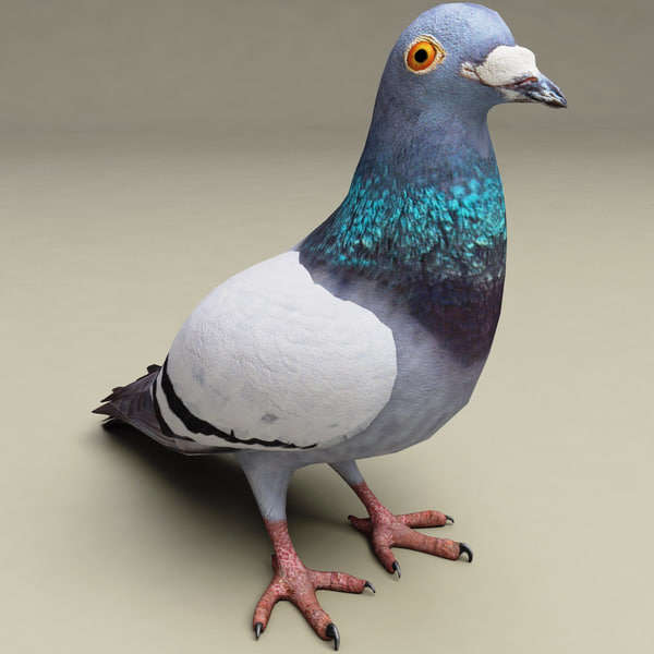 pigeon modelled 3d model