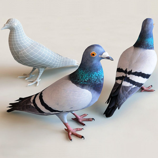 pigeon modelled 3d model