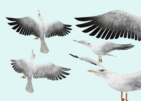 Seagull 3D Models for Download | TurboSquid