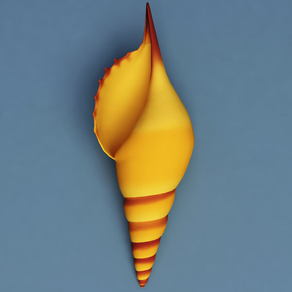 3d seashell modelled model