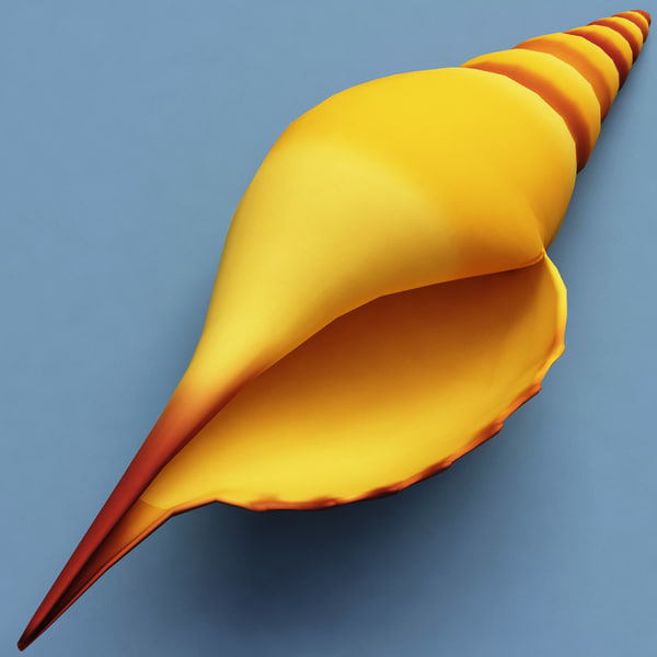 3d seashell modelled model