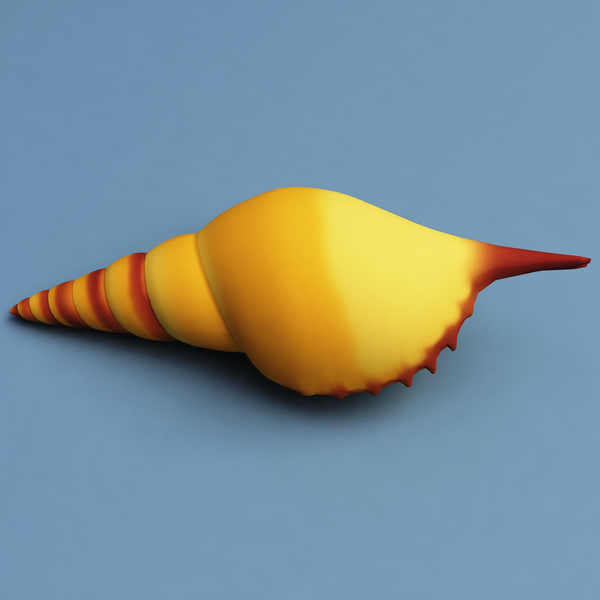 3d seashell modelled model