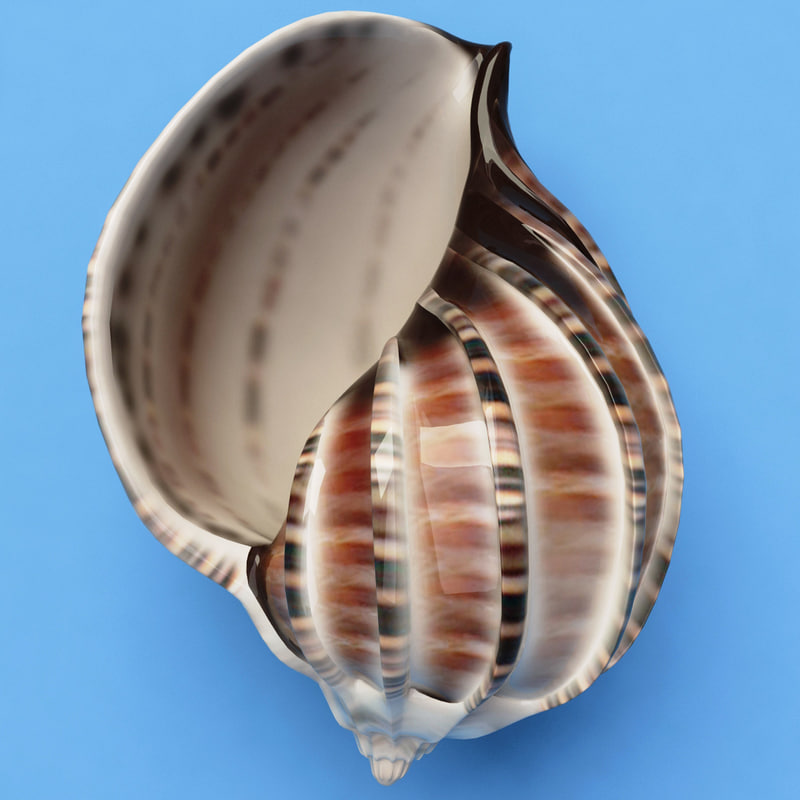 3d seashell harpa major