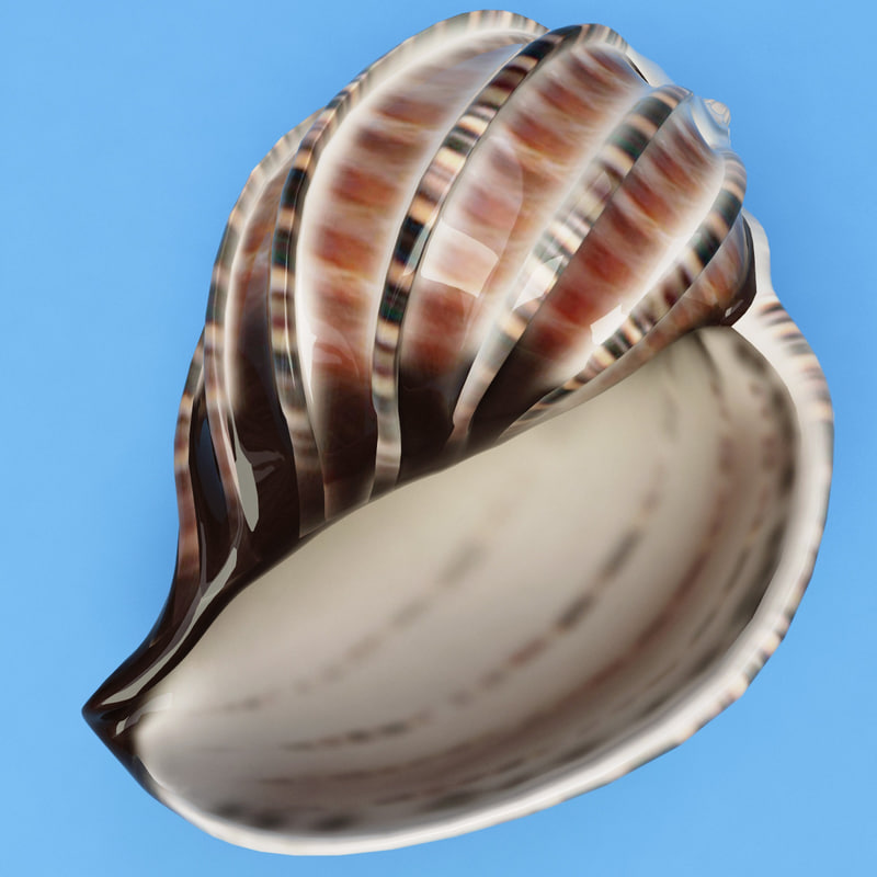 3d seashell harpa major