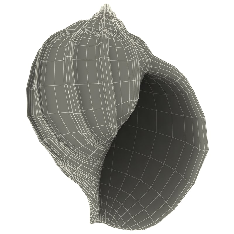 3d seashell harpa major