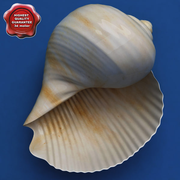 3d cockleshell shell model
