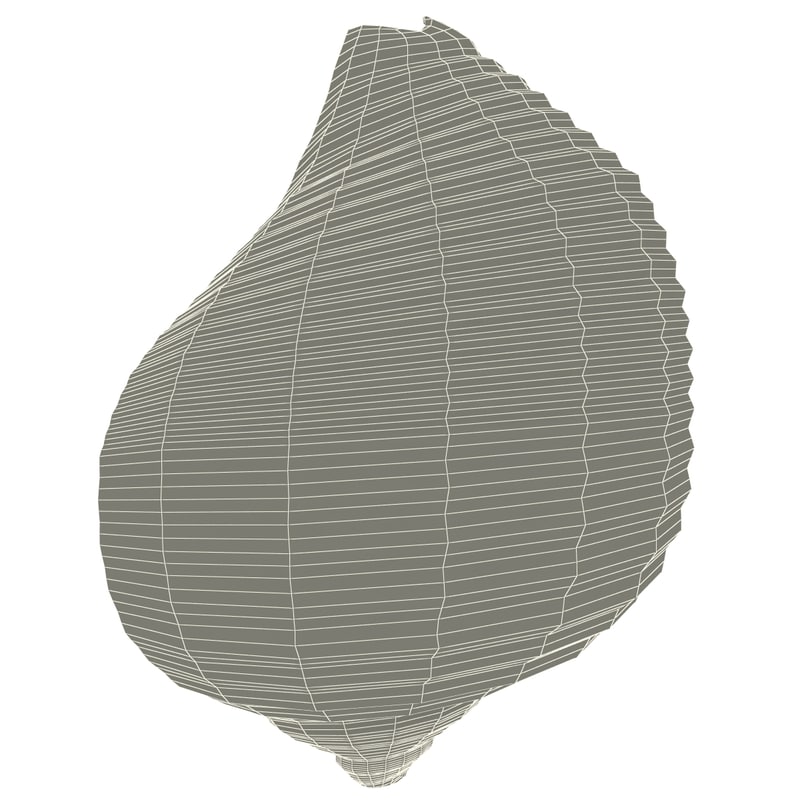 3d c4d seashell tonna