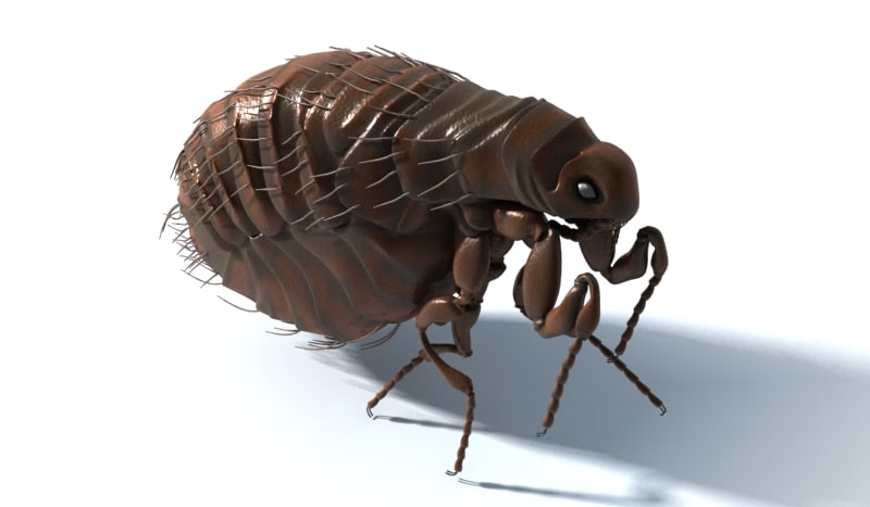 3ds Max Common Flea