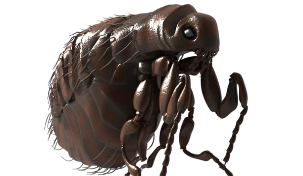 3ds max common flea