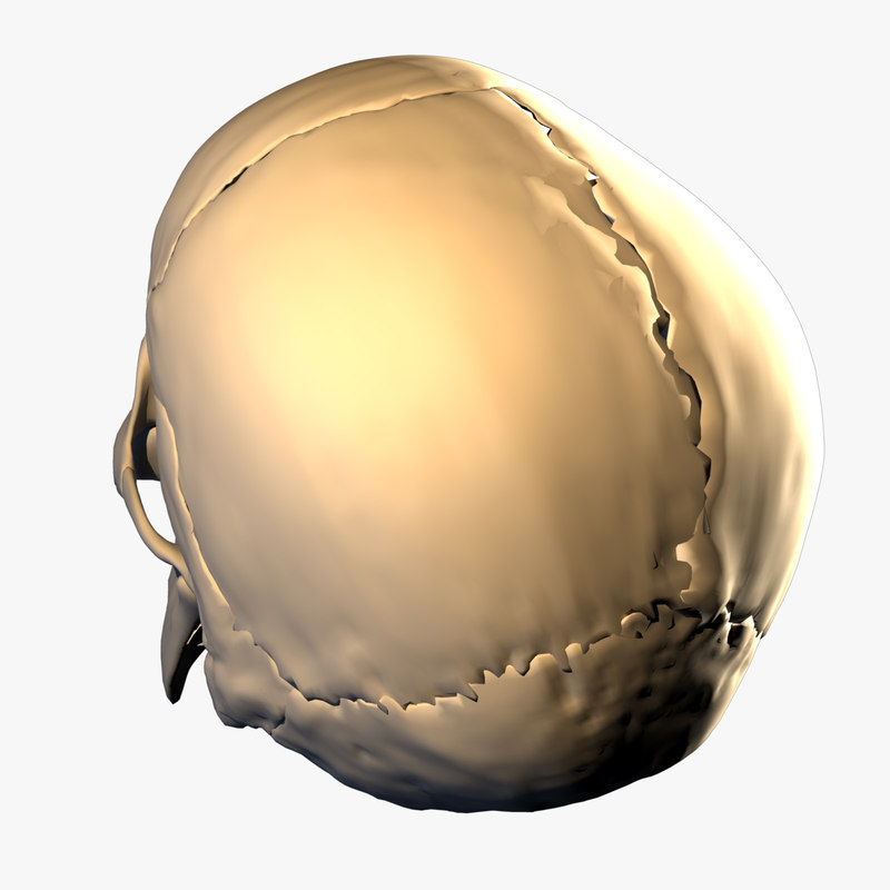 anatomically correct skull uberskull ma