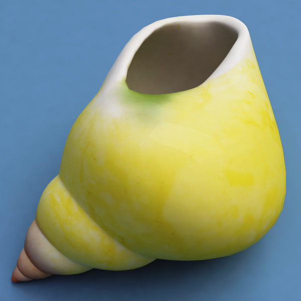 3d seashells sea shell model