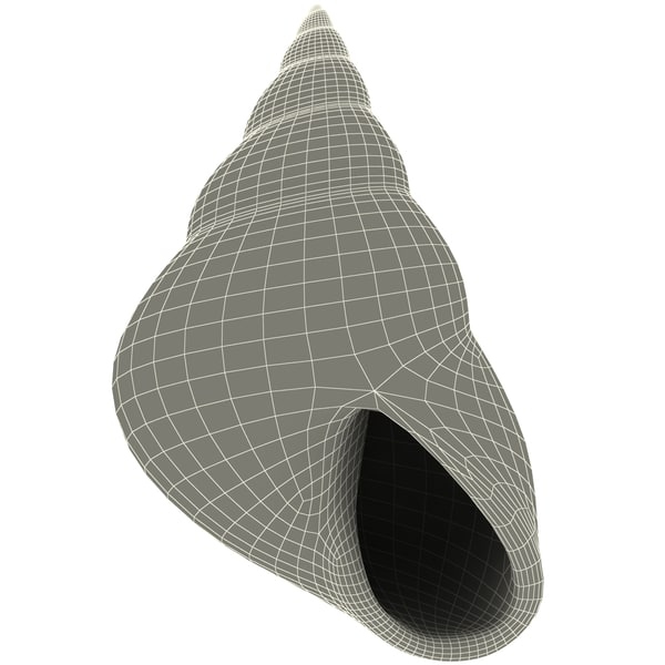 3d seashells sea shell model