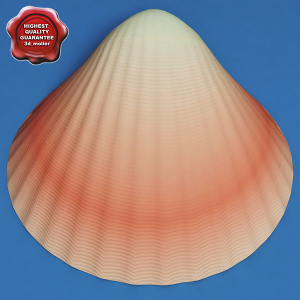 3d seashells sea shell model