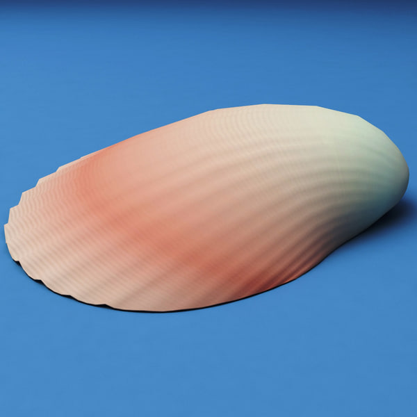 3d seashells sea shell model