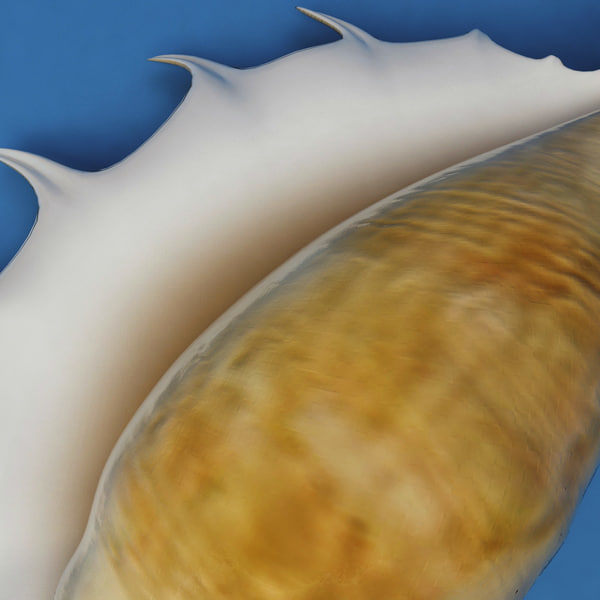 3d seashells sea shell model