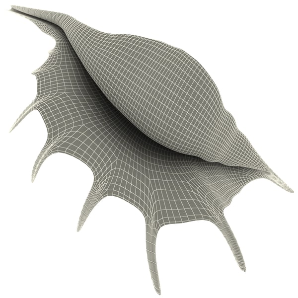 3d seashells sea shell model