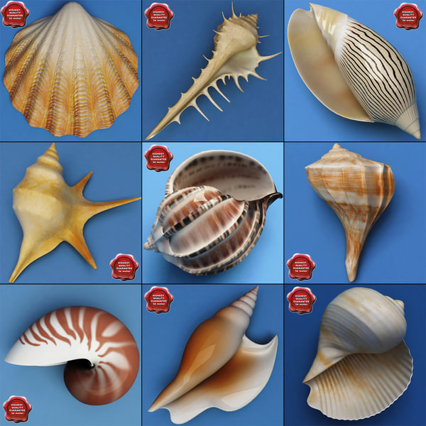3d cockleshell shell model