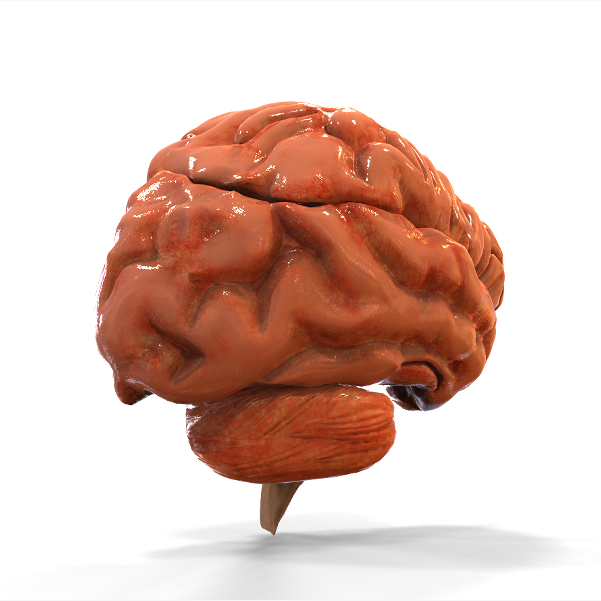human brain anatomy 3d model