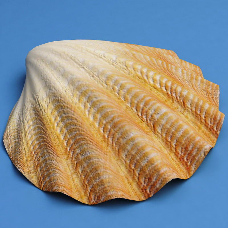 clam seashell 3d model