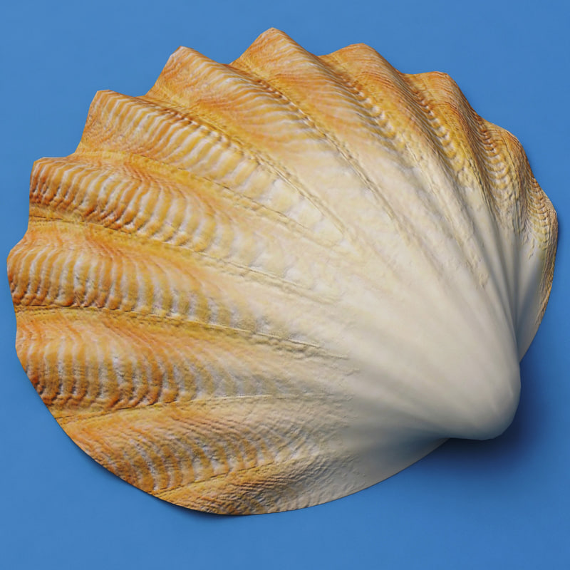 clam seashell 3d model