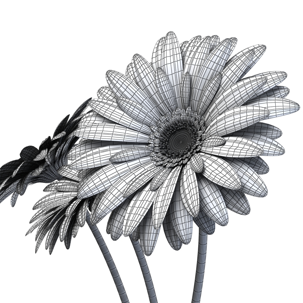 flowers gerbera 3d model