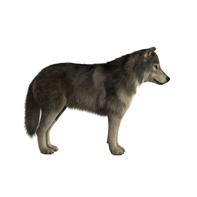 3d wolves v2 wolf model