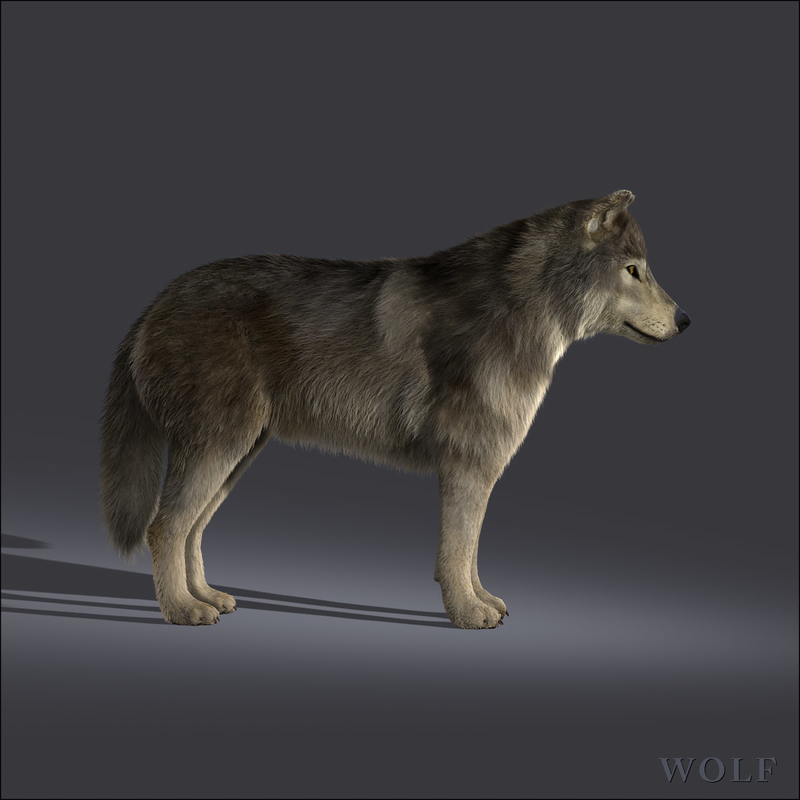 3d wolves v2 wolf model