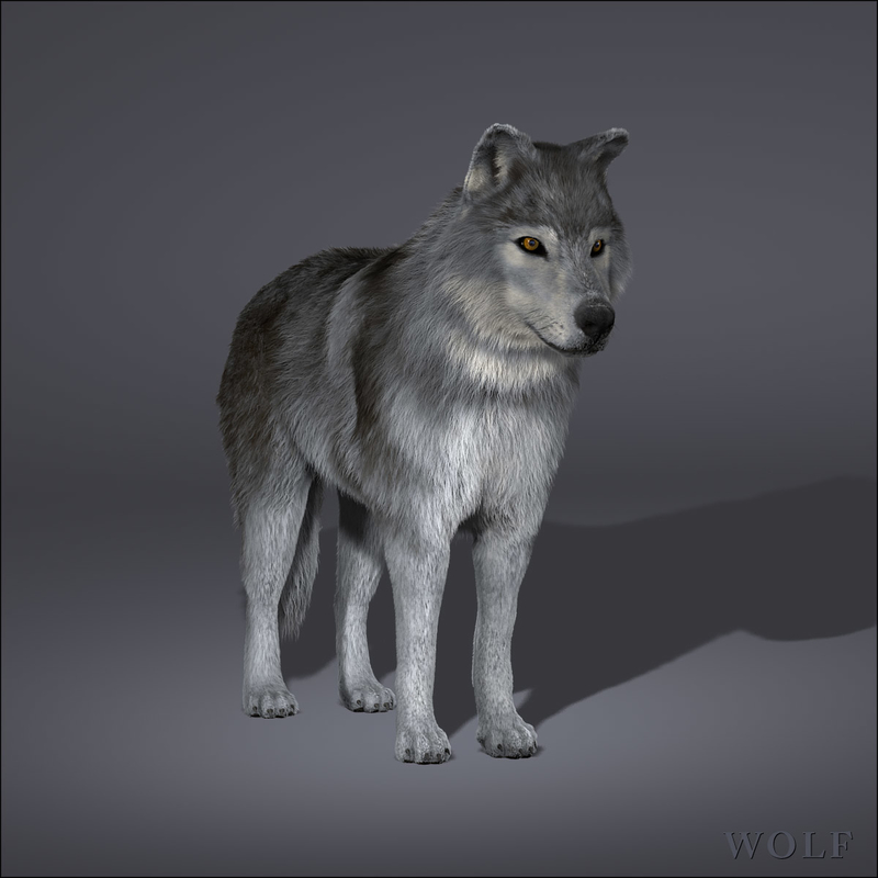 3d wolves v2 wolf model